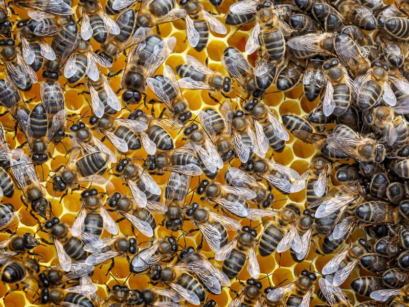 Beekeeper Toni and the importance of bees - UP A MOUNTAIN IN SPAIN
