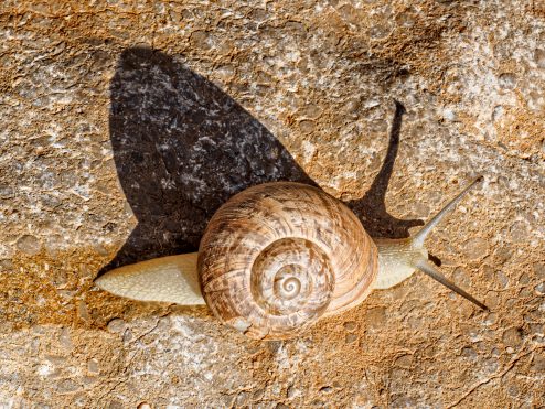 The snail baggers - UP A MOUNTAIN IN SPAIN