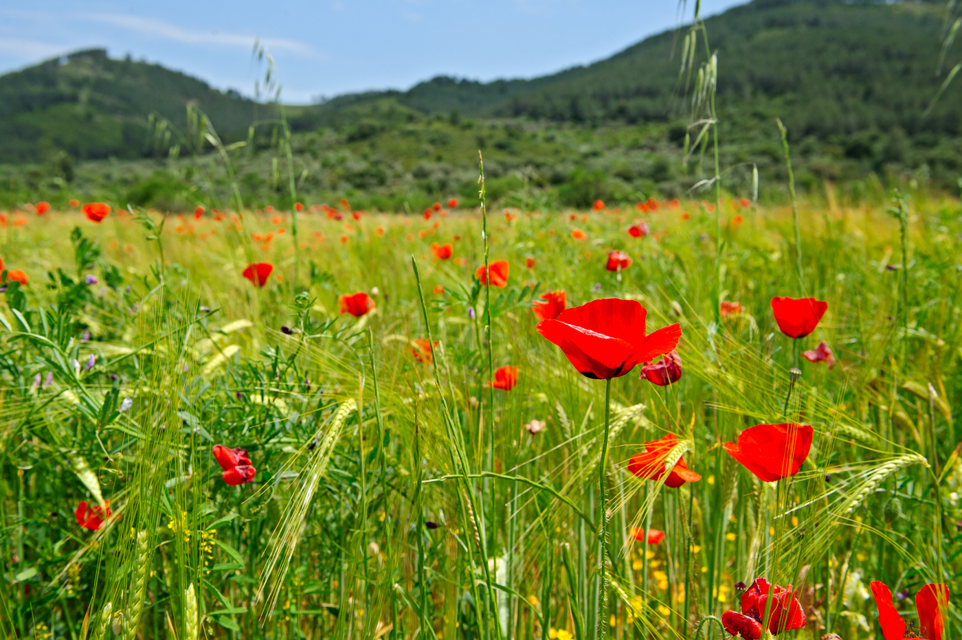 Where have all the flowers gone? - long time passing... - UP A MOUNTAIN ...